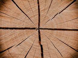 Lemnul: O poveste străveche în designul casei - O călătorie prin ...